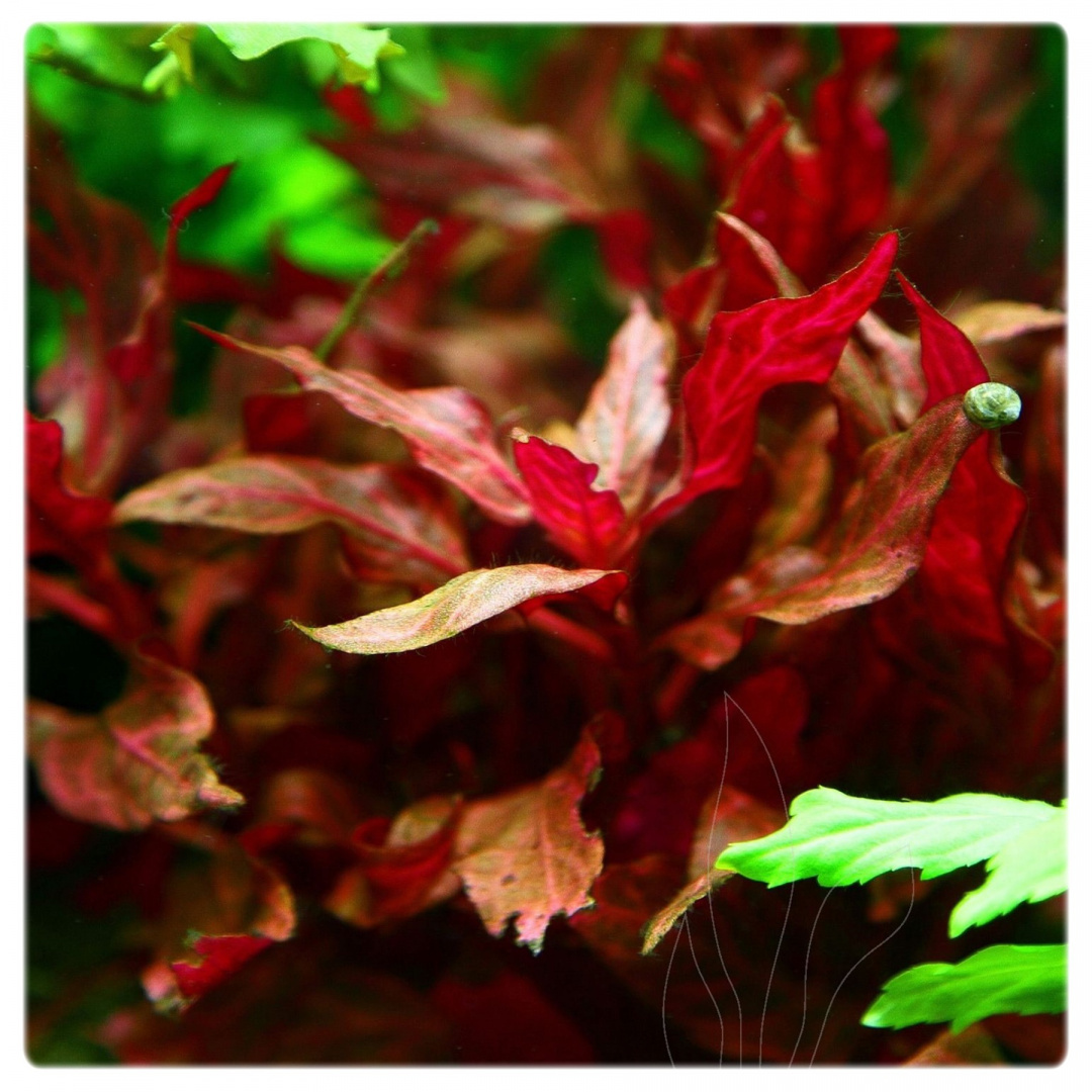 Alternanthera Red Ruby in vitro kubek 10cm Sklep Akwarystyczny.EU